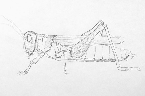 Easy Drawings of a Grasshopper That Are Labeled - Crafton Corted