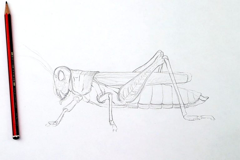 How to Draw a Grasshopper - Lifelike Insect Illustration Tutorial