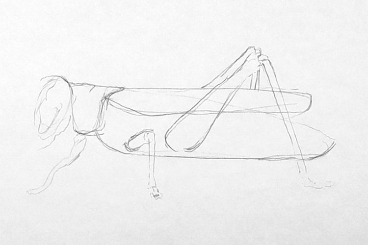 Easy Drawings of a Grasshopper That Are Labeled - Crafton Corted