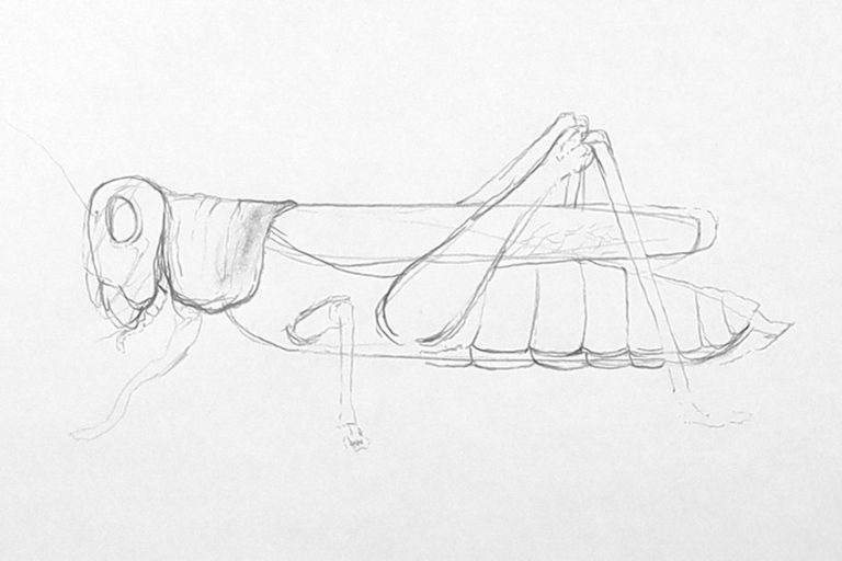 How to Draw a Grasshopper - Lifelike Insect Illustration Tutorial