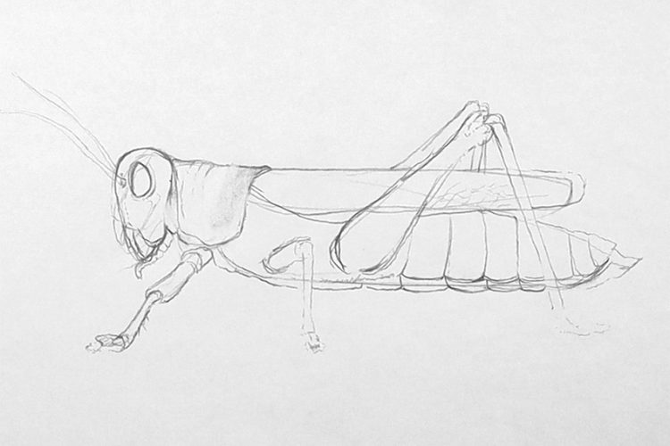 How to Draw a Grasshopper - Lifelike Insect Illustration Tutorial