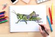 How to Draw a Grasshopper - Lifelike Insect Illustration Tutorial