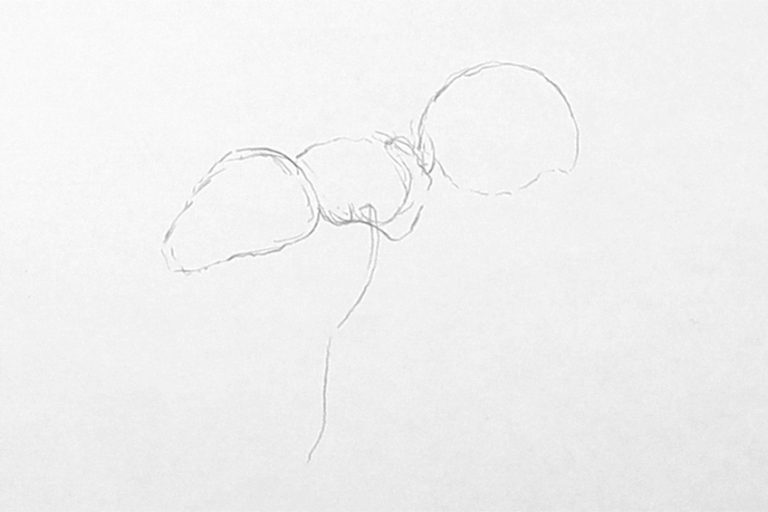 How to Draw an Ant – Ant Drawing Step-by-Step Tutorial