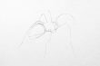How to Draw an Ant – Ant Drawing Step-by-Step Tutorial