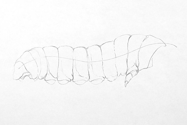 How to Draw a Caterpillar - In-Depth Tutorial