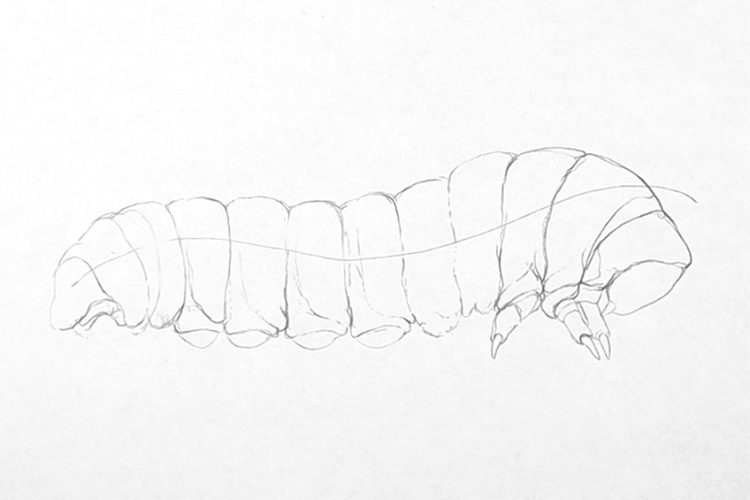 How to Draw a Caterpillar - Creating a Fun Caterpillar Sketch