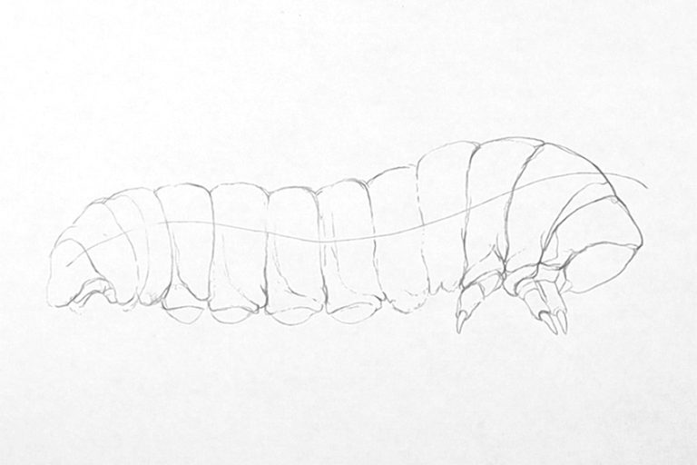How to Draw a Caterpillar - Creating a Fun Caterpillar Sketch