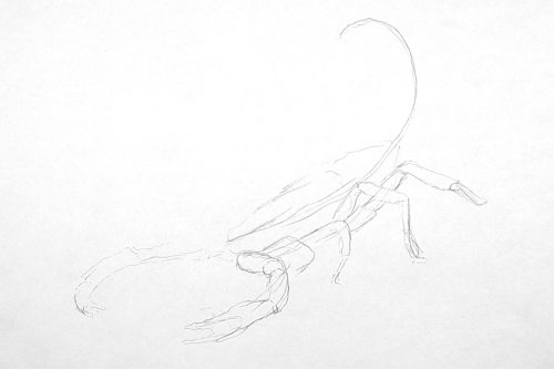 How to Draw a Scorpion - Easy Steps to Create a Realistic Drawing