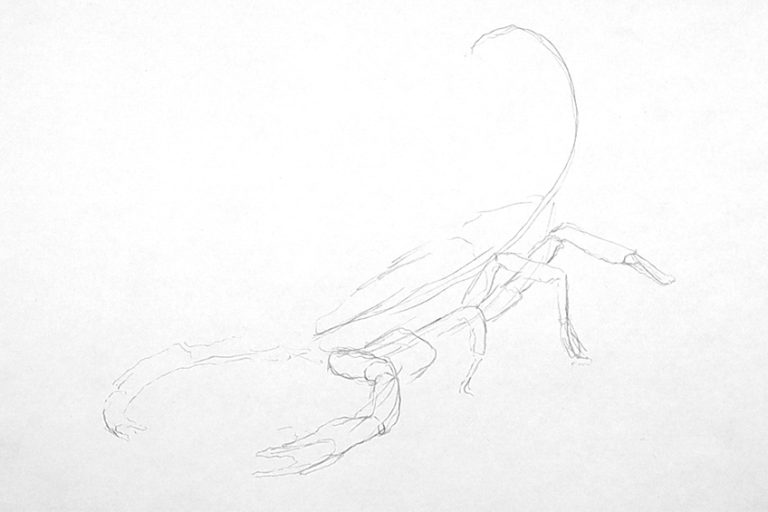 How to Draw a Scorpion - Easy Steps to Create a Realistic Drawing