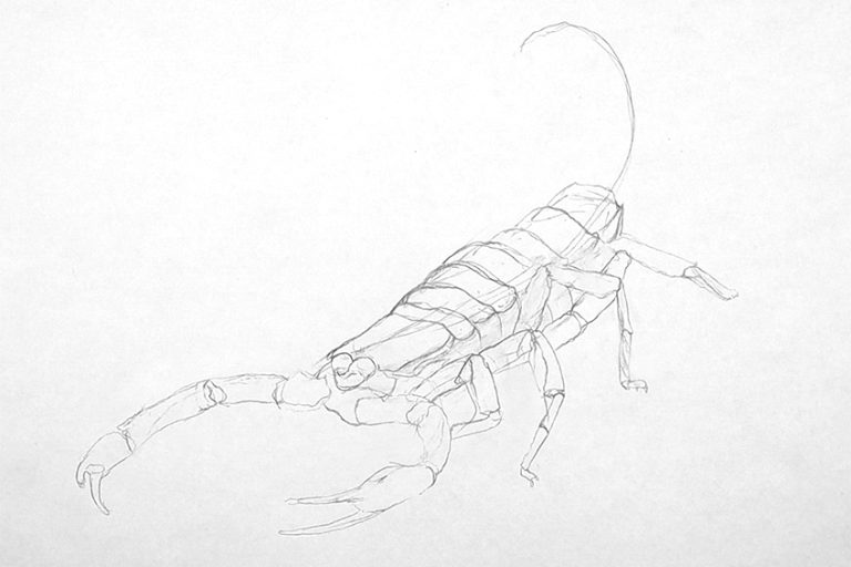 How to Draw a Scorpion - Easy Steps to Create a Realistic Drawing