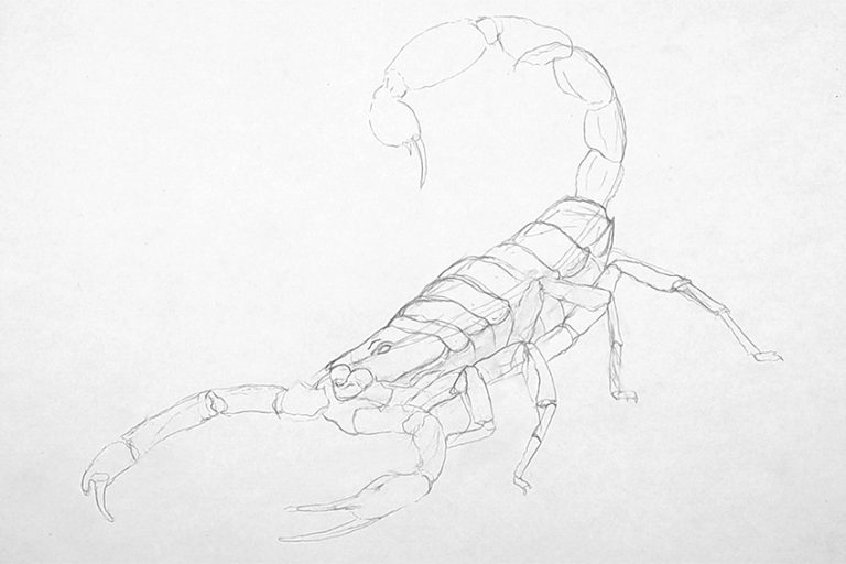 How to Draw a Scorpion - Easy Steps to Create a Realistic Drawing