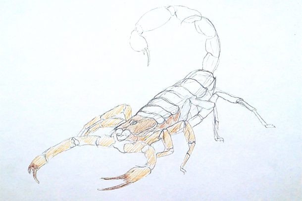 How to Draw a Scorpion - Easy Steps to Create a Realistic Drawing