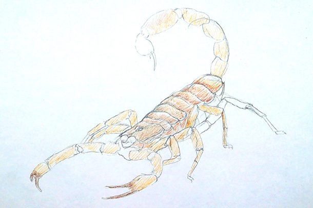 How to Draw a Scorpion - Easy Steps to Create a Realistic Drawing