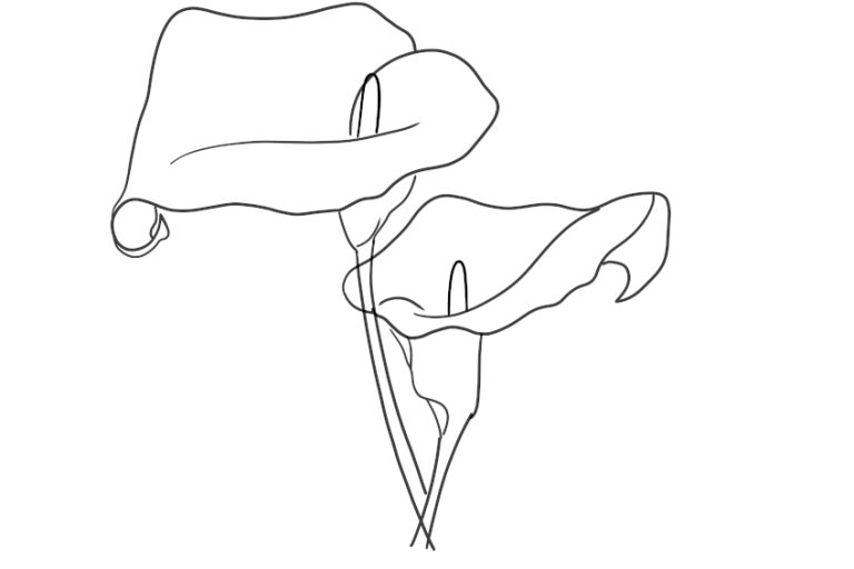 Flower Coloring Pages - 57 Gorgeous Motifs to Print and Color