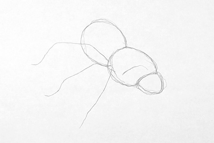 How to Draw a Spider - An Easy Tarantula Drawing Lesson