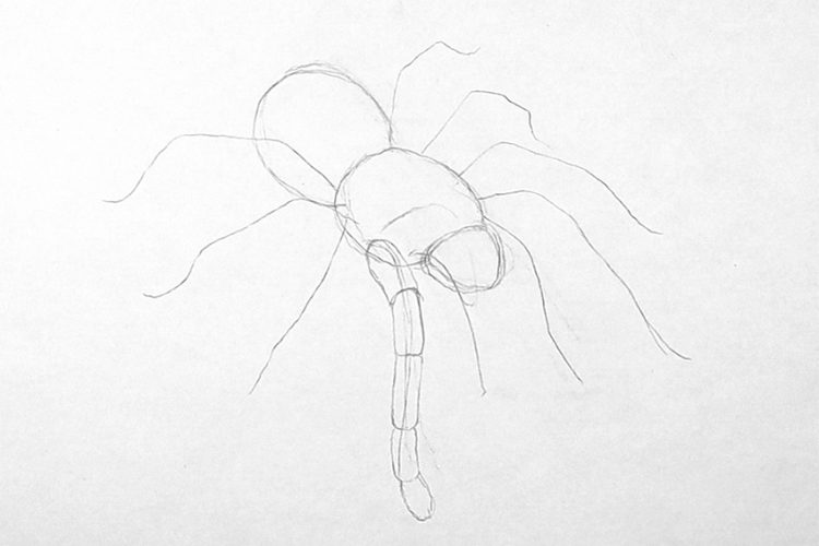 How to Draw a Spider - An Easy Tarantula Drawing Lesson