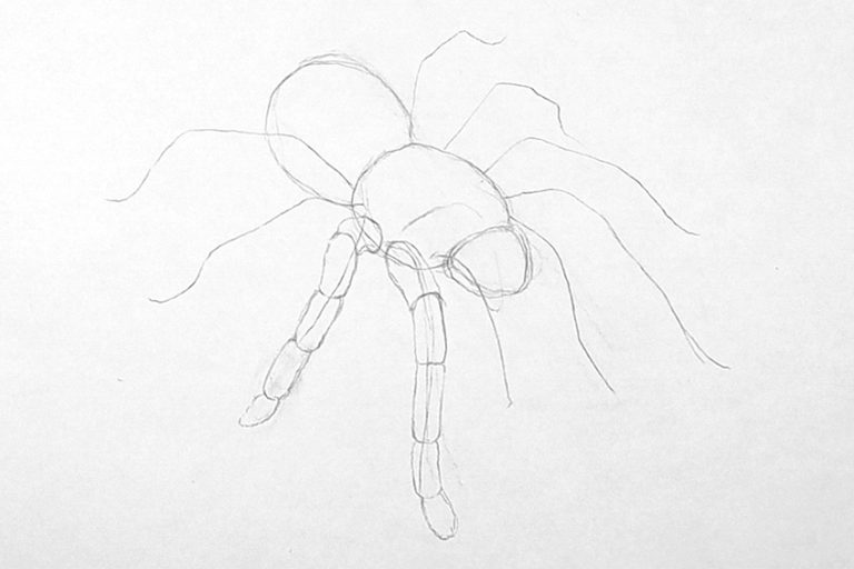 How to Draw a Spider - An Easy Tarantula Drawing Lesson