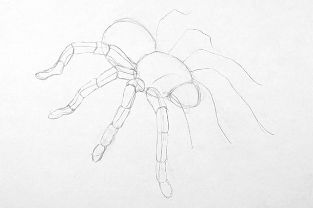 How to Draw a Spider - An Easy Tarantula Drawing Lesson