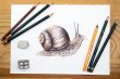 How to Draw a Snail – A Realistic Snail Drawing Tutorial