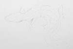 How to Draw a Lizard – Create a Realistic Lizard Drawing