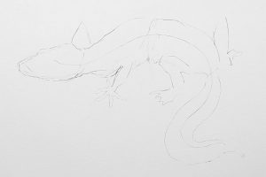 How to Draw a Lizard – Create a Realistic Lizard Drawing