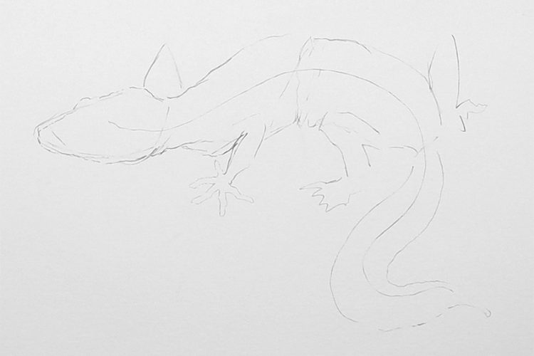 How to Draw a Lizard – Create a Realistic Lizard Drawing