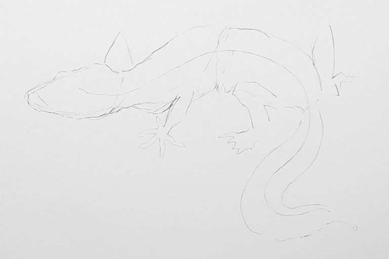 How to Draw a Lizard – Create a Realistic Lizard Drawing