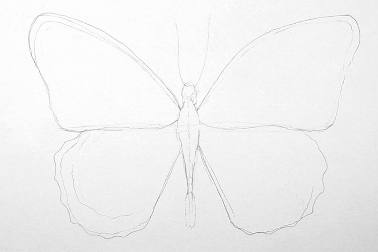 How to Draw a Monarch Butterfly – Realistic Drawing Tutorial