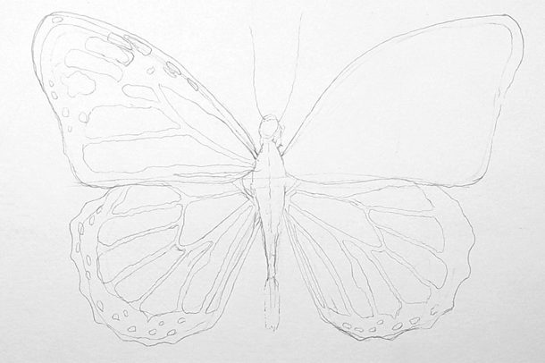 How to Draw a Monarch Butterfly – Realistic Drawing Tutorial