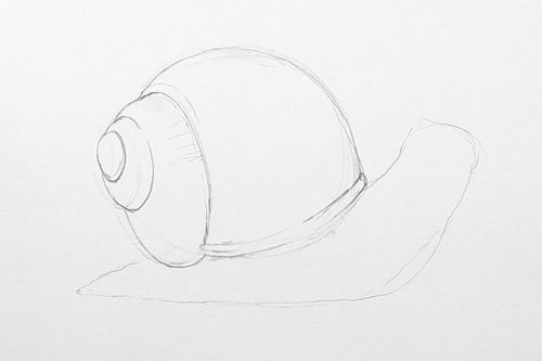 How to Draw a Snail – A Realistic Snail Drawing Tutorial