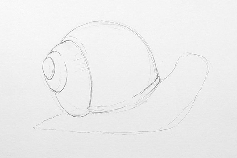 How to Draw a Snail – A Realistic Snail Drawing Tutorial