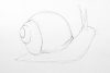 How to Draw a Snail – A Realistic Snail Drawing Tutorial