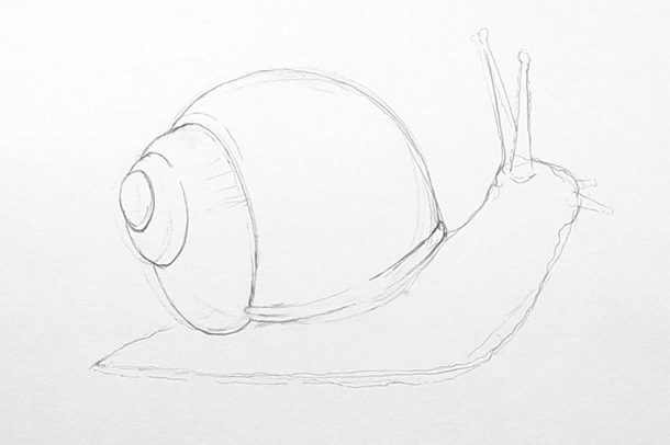 How to Draw a Snail – A Realistic Snail Drawing Tutorial
