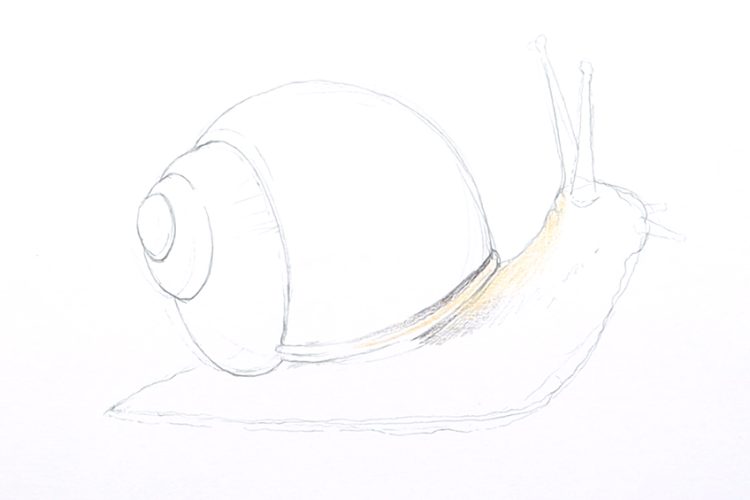How to Draw a Snail – A Realistic Snail Drawing Tutorial