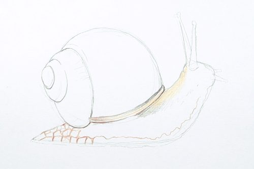 How to Draw a Snail – A Realistic Snail Drawing Tutorial