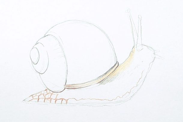 How to Draw a Snail – A Realistic Snail Drawing Tutorial