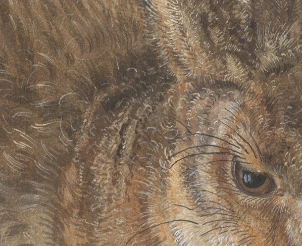 "Young Hare" by Albrecht Dürer - Analyzing Dürer's Rabbit Painting