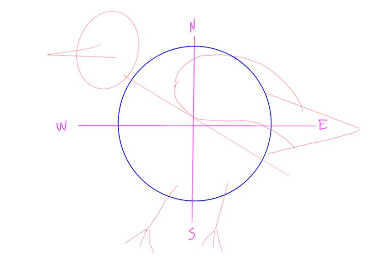 Bird Drawing - An Easy Guide for How to Draw Realistic Birds