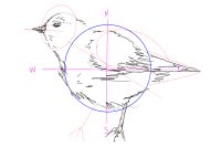 Bird Drawing - An Easy Guide for How to Draw Realistic Birds