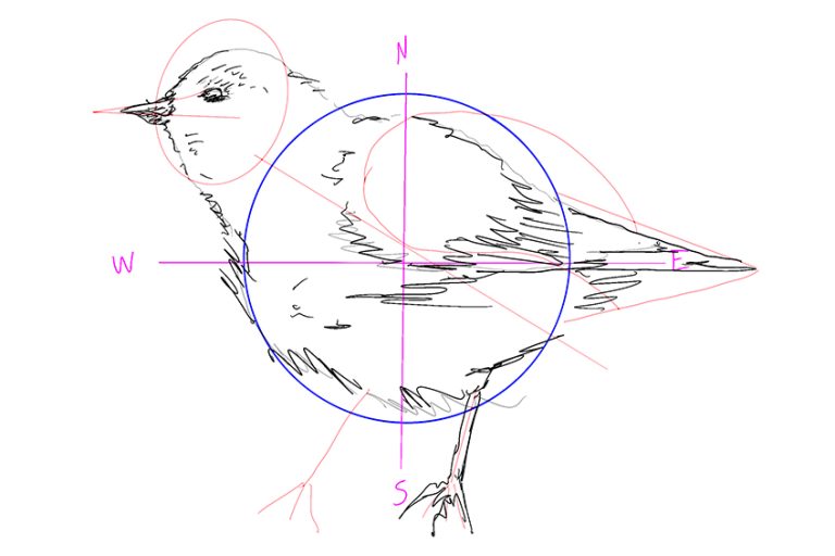 Bird Drawing - An Easy Guide for How to Draw Realistic Birds