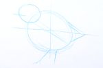 Bird Drawing - An Easy Guide for How to Draw Realistic Birds
