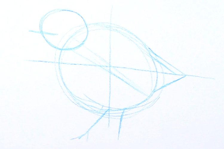 Bird Drawing - An Easy Guide for How to Draw Realistic Birds