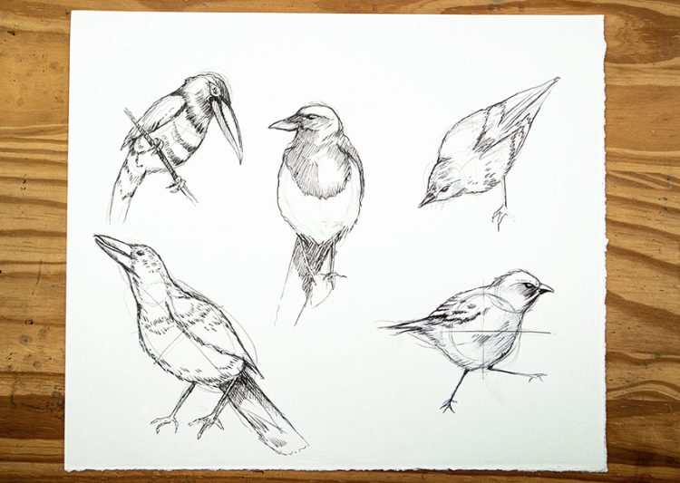 Bird Drawing - An Easy Guide for How to Draw Realistic Birds