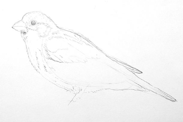 Bird Drawing - An Easy Guide for How to Draw Realistic Birds