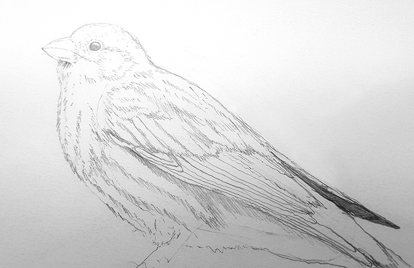 How To Draw A Realistic Bird Step By Step