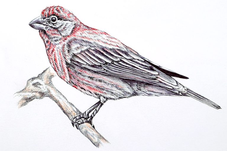 Bird Drawing - An Easy Guide for How to Draw Realistic Birds