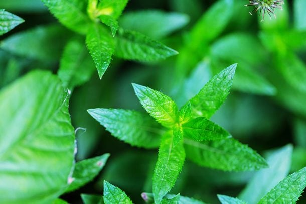 Mint Green Color – How to Create a Mint Color Palette