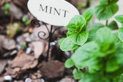 Mint Green Color – How to Create a Mint Color Palette