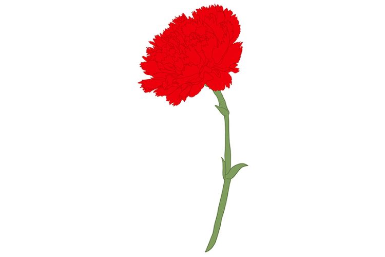 How to Draw a Carnation Flower - An Easy Carnation Sketch