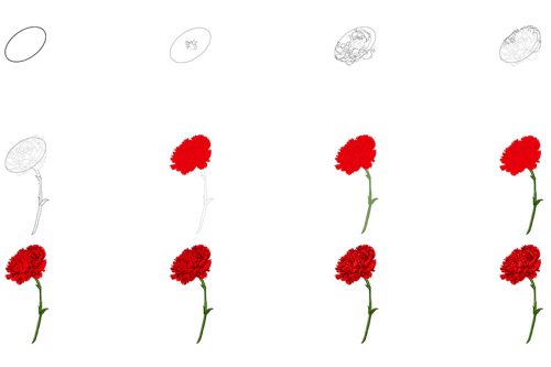 How to Draw a Carnation Flower - An Easy Carnation Sketch